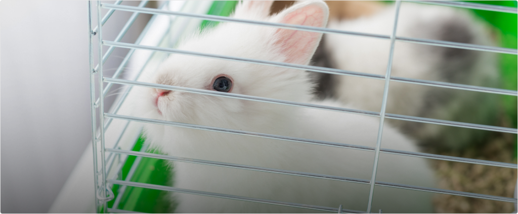 white-rabbit-cage | Great Northern Cage Co.